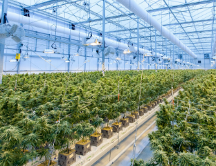 Cannabis – Epoxy Central